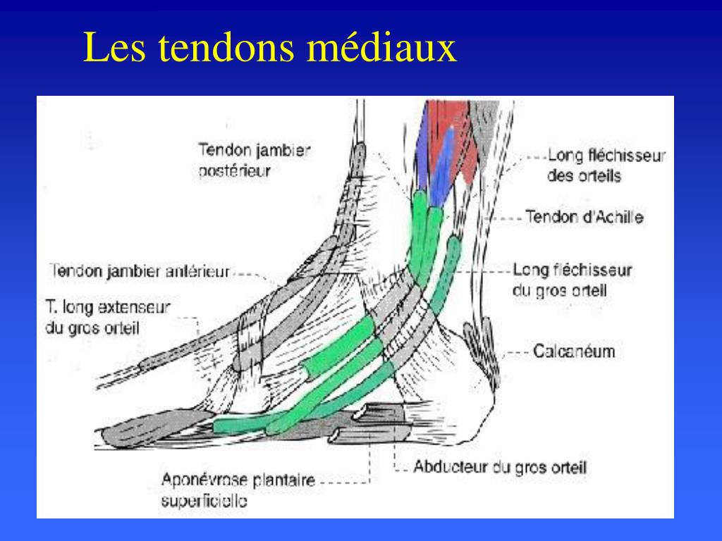 PPT - Radiographie standard de cheville Incidence de face PowerPoint ...