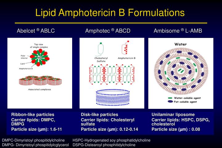 PPT - Lipid Amphotericin B Formulations and the Echinocandins ...