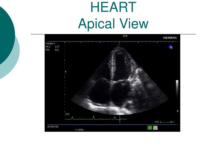 PPT - Introduction to Allied Health PowerPoint Presentation - ID:235164