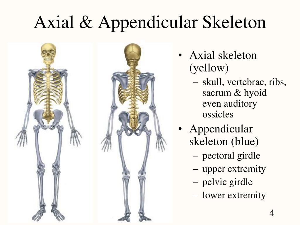 Ppt Chapter 8 The Skeletal System Powerpoint Presentation Free