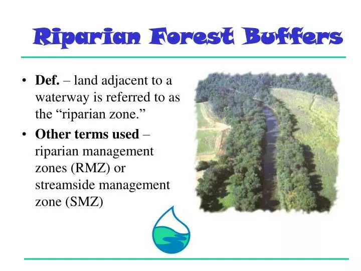 PPT - Riparian Forest Buffers PowerPoint Presentation, free download ...