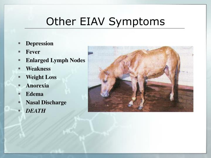 PPT - Equine Infectious Anemia PowerPoint Presentation - ID:237556