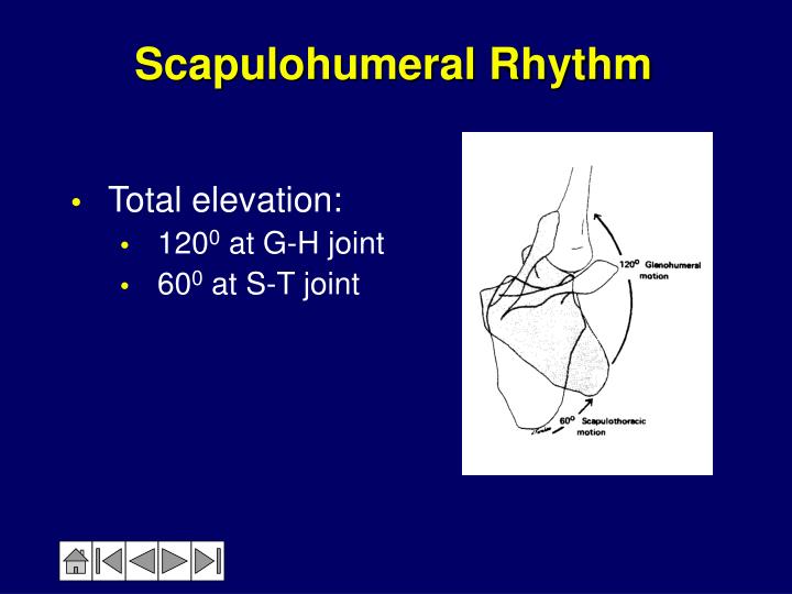 PPT - Anatomy & Biomechanics of the Shoulder PowerPoint Presentation ...
