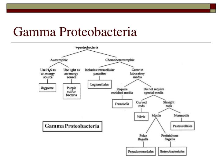 PPT - Gram Negative PowerPoint Presentation - ID:237714