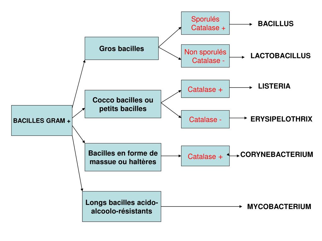 PPT - LES BACILLES GRAM POSITIFS CULTIVANT EN ATMOSPHERE AEROBIE ...