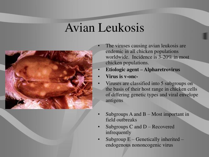 PPT - Retroviridae PowerPoint Presentation - ID:237977