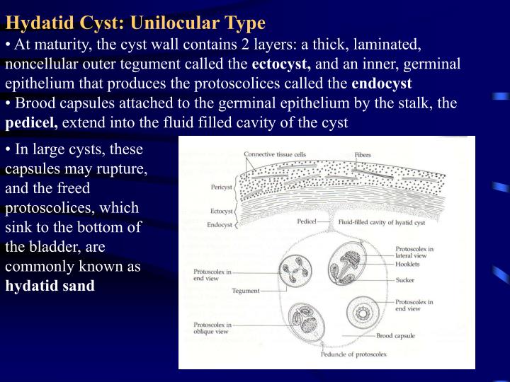 PPT - Chapter 21 - Tapeworms: Pseudophyllideans and Cyclophyllideans ...