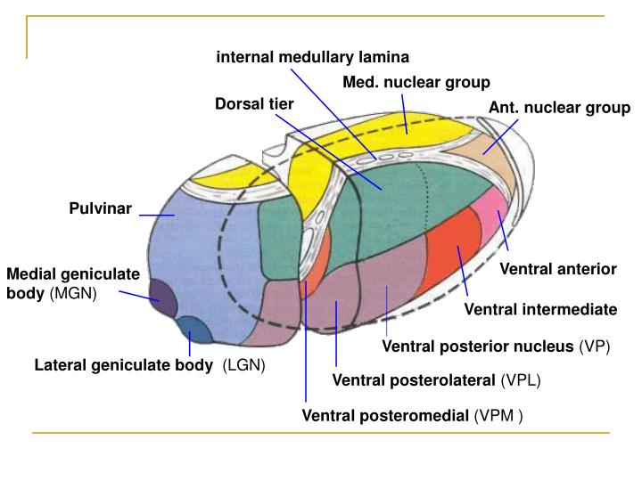 PPT - The Cerebellum PowerPoint Presentation - ID:240040