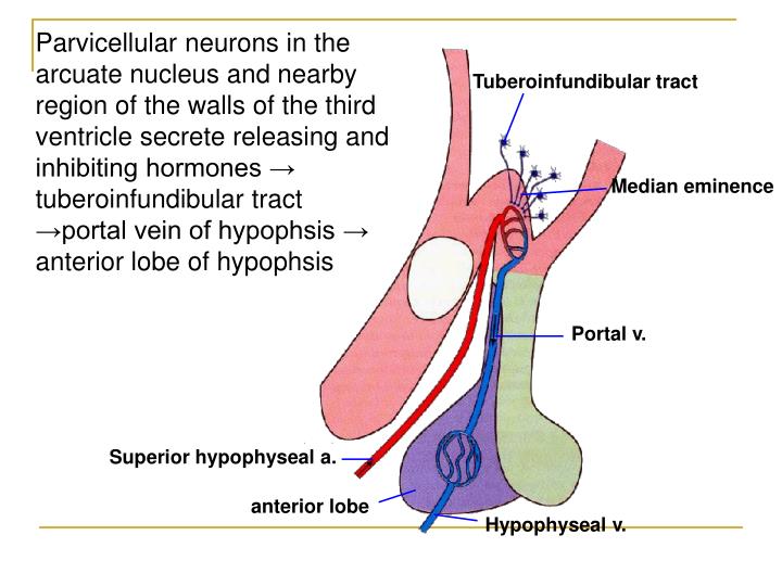 PPT - The Cerebellum PowerPoint Presentation - ID:240040