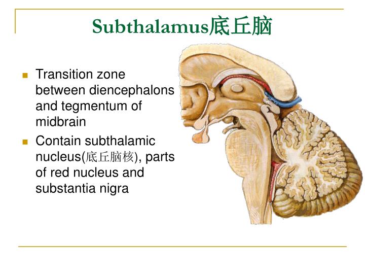 PPT - The Cerebellum PowerPoint Presentation - ID:240040