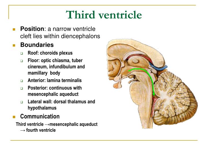 PPT - The Cerebellum PowerPoint Presentation - ID:240040
