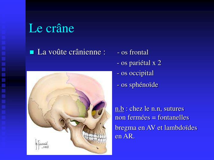 PPT - ANATOMIE DU SYSTEME NERVEUX CENTRAL PowerPoint Presentation - ID ...
