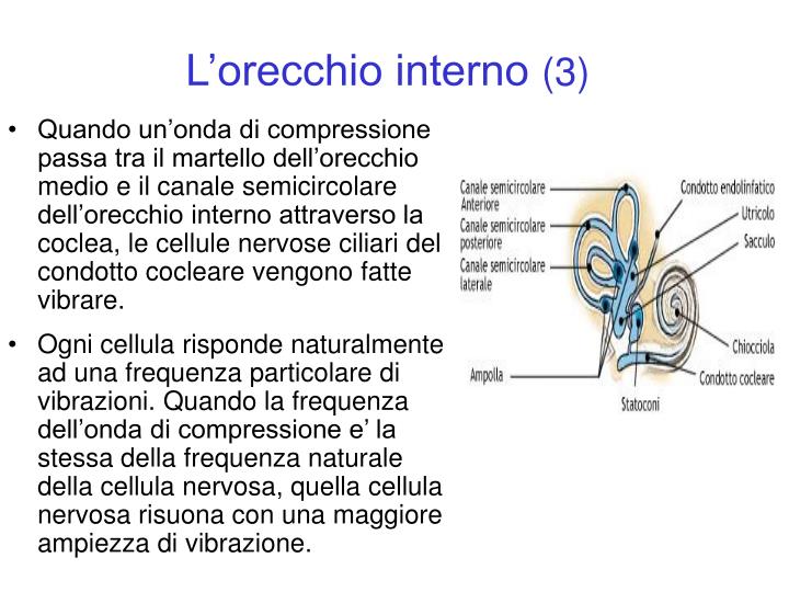 PPT - Il suono e l udito PowerPoint Presentation - ID:240858