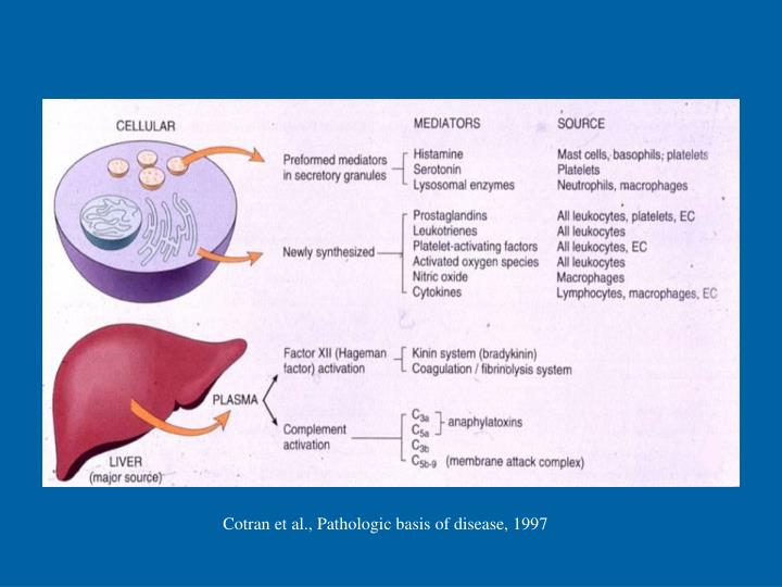 PPT - Pathologie inflammatoire I Inflammation aiguë PowerPoint ...