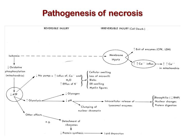 PPT - Mechanisms of Cell Death PowerPoint Presentation - ID:241715