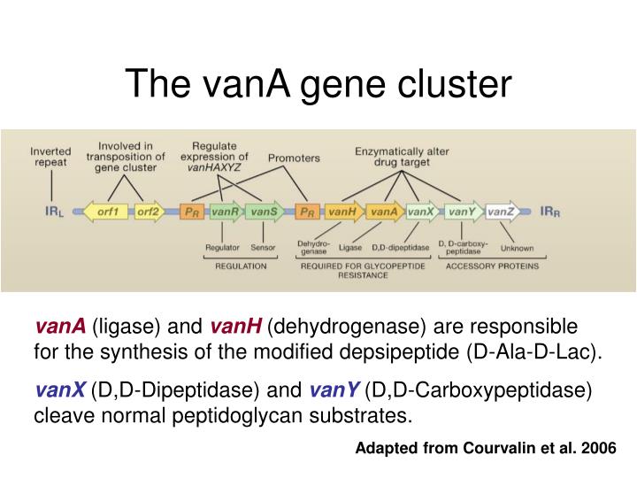 PPT - Lecture 4 Vancomycin resistance VRE VISA / hVISA / VRSA ...