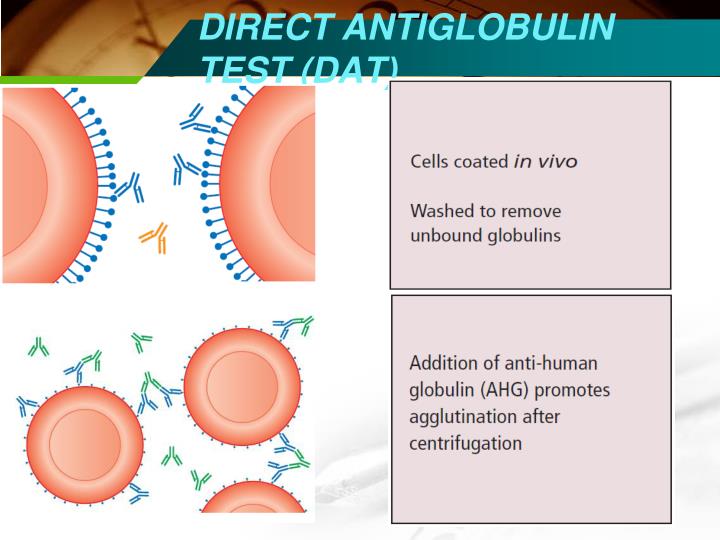 PPT - The Antiglobulin Test ( Direct & Indirect ) PowerPoint ...