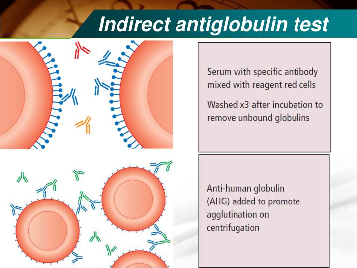 PPT - The Antiglobulin Test ( Direct & Indirect ) PowerPoint ...
