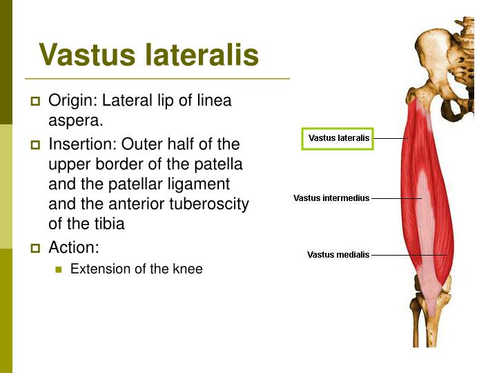 PPT - THE KNEE JOINT PowerPoint Presentation - ID:242889