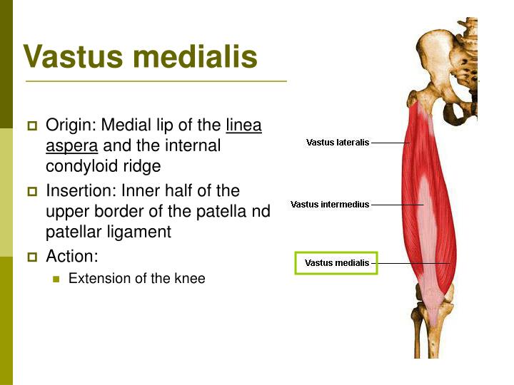 PPT - THE KNEE JOINT PowerPoint Presentation - ID:242889
