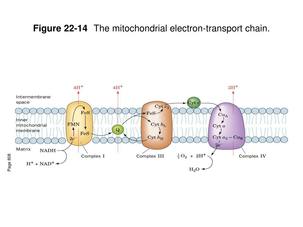 Ppt Electron Transport Chain Powerpoint Presentation Free Download