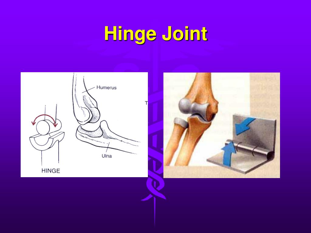 Hinge Joint In Human Body Hinge Joint In Human Body