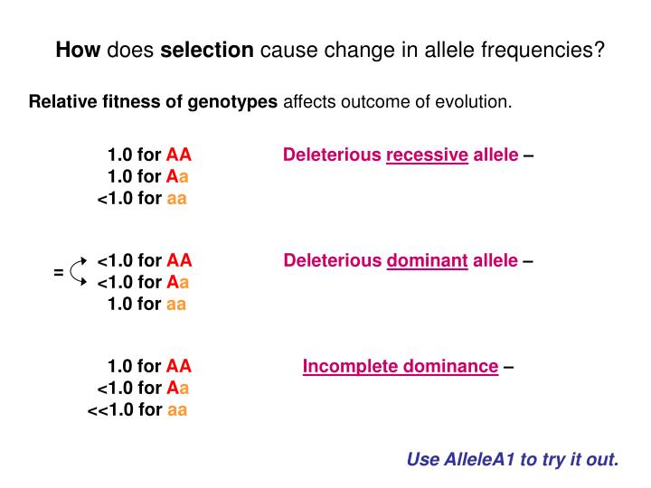 PPT - How does selection cause change in allele frequencies? PowerPoint ...