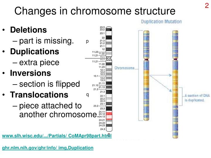 PPT - Chromosomal mutations PowerPoint Presentation - ID:245025