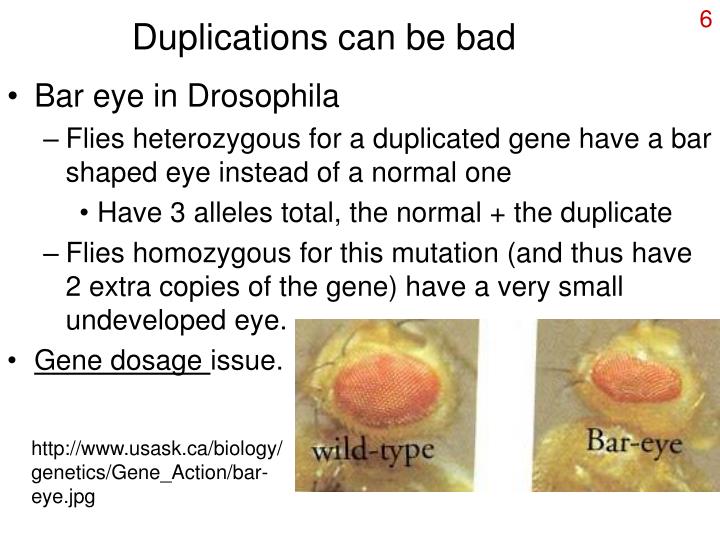 PPT - Chromosomal mutations PowerPoint Presentation - ID:245025