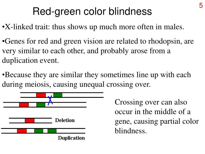 PPT - Chromosomal mutations PowerPoint Presentation - ID:245025