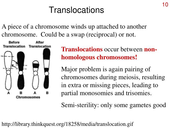 PPT - Chromosomal mutations PowerPoint Presentation - ID:245025