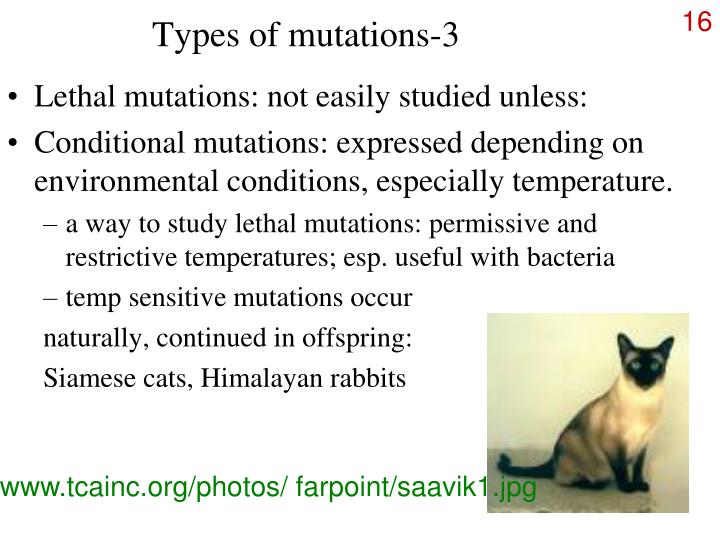 PPT - Chromosomal mutations PowerPoint Presentation - ID:245025