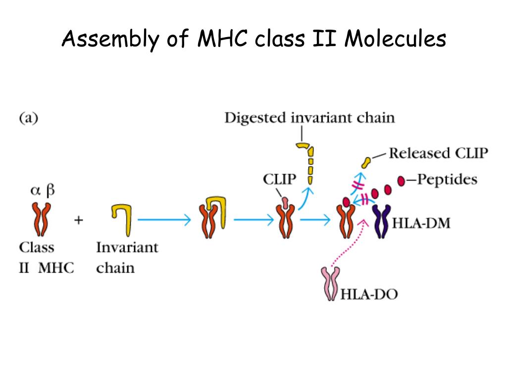 PPT - MHC I, II, Ag-Presentation Kuby, Immunology , 5 th Edition ... PPT - MHC I, II, Ag-Presentation Kuby, Immunology , 5 th Edition ...