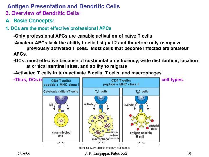 PPT - Antigen Presentation and Dendritic Cells PowerPoint Presentation ...