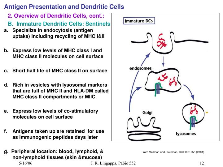 PPT - Antigen Presentation and Dendritic Cells PowerPoint Presentation ...