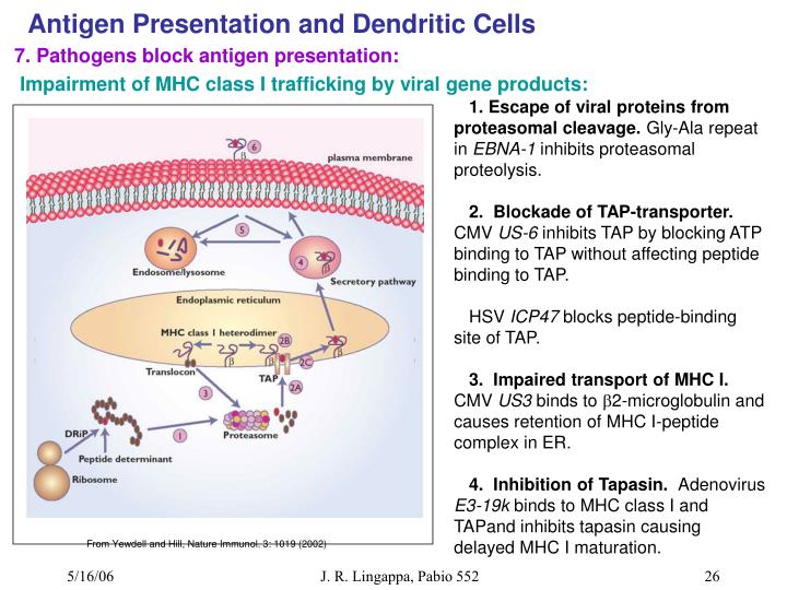 PPT - Antigen Presentation and Dendritic Cells PowerPoint Presentation ...