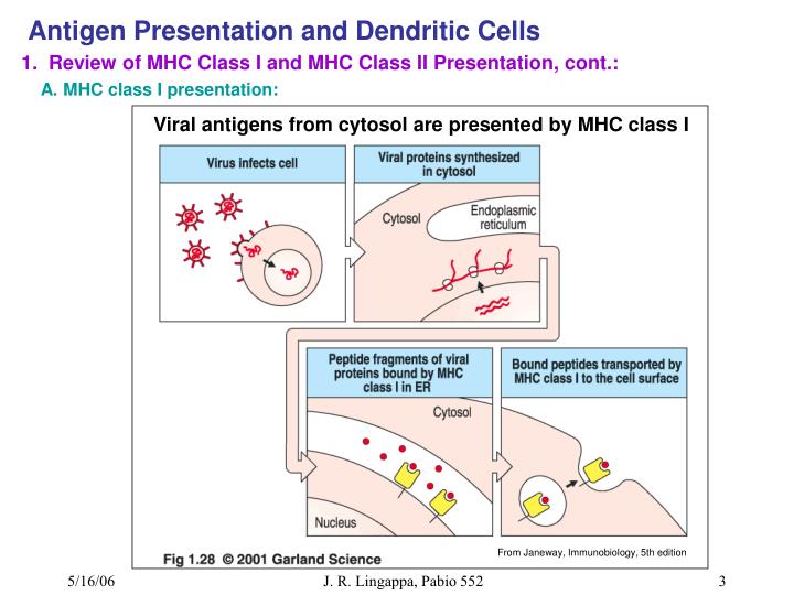 PPT - Antigen Presentation and Dendritic Cells PowerPoint Presentation ...