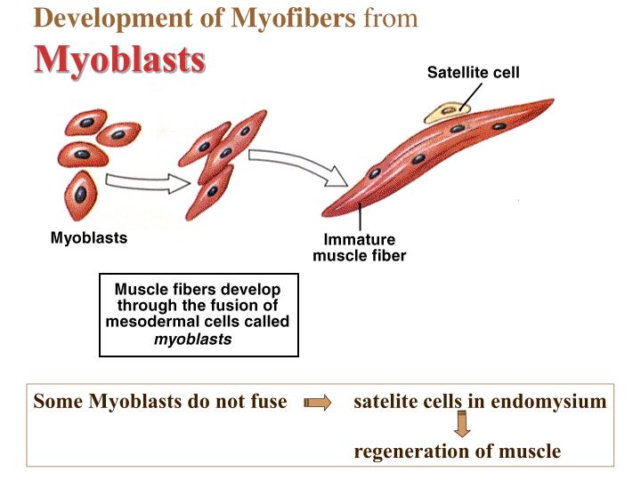 PPT - Ch 9: Skeletal Muscle Tissue and Organization PowerPoint ...
