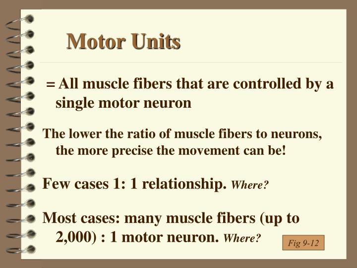 PPT - Ch 9: Skeletal Muscle Tissue and Organization PowerPoint ...