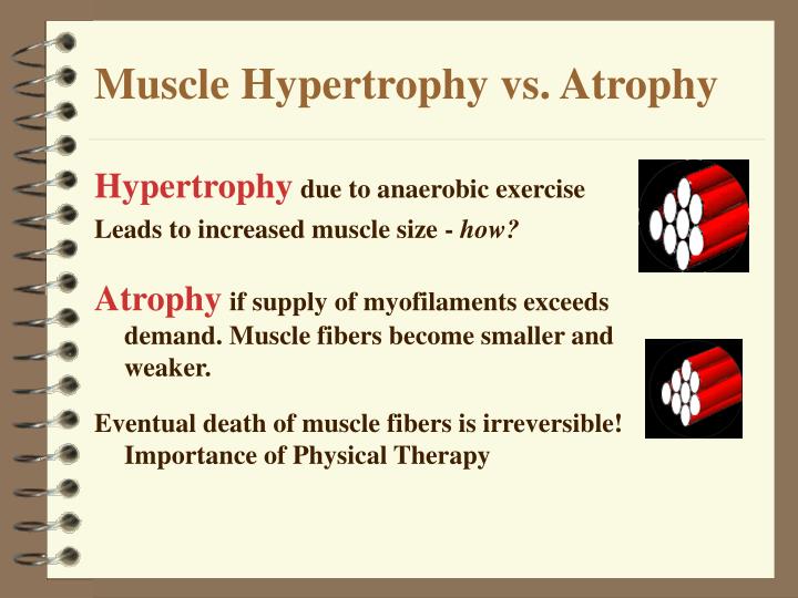 PPT - Ch 9: Skeletal Muscle Tissue and Organization PowerPoint ...