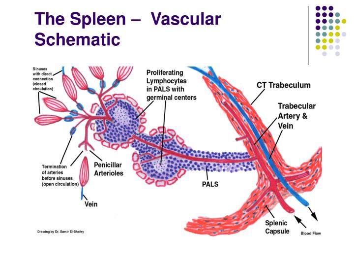 PPT - Thymus & Spleen PowerPoint Presentation - ID:248247