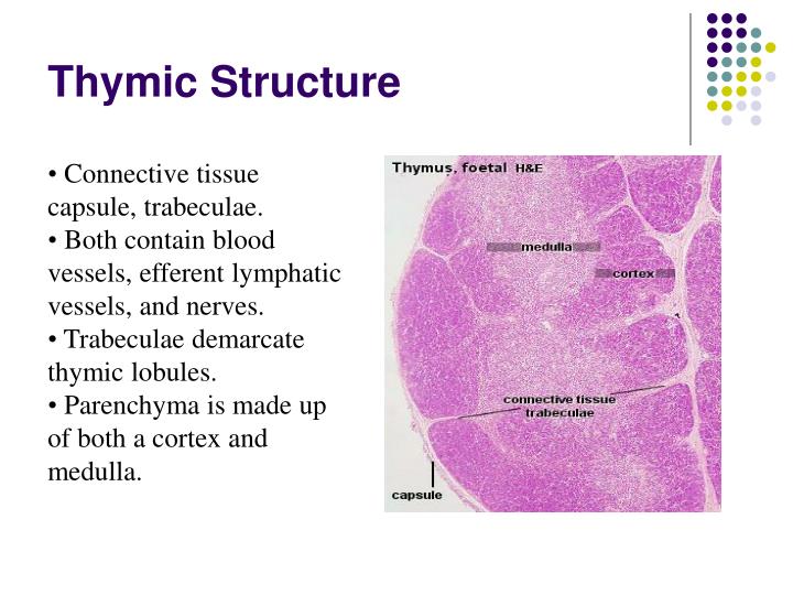 PPT - Thymus & Spleen PowerPoint Presentation - ID:248247