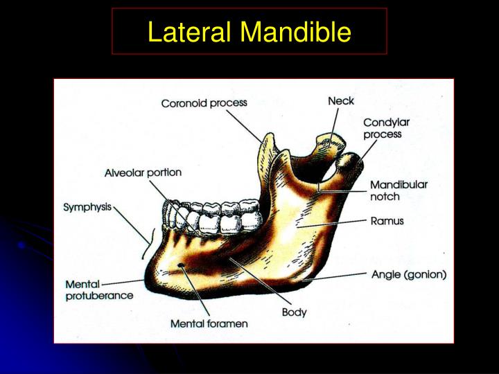 PPT - The mandible is the largest , densest bone of the face PowerPoint ...