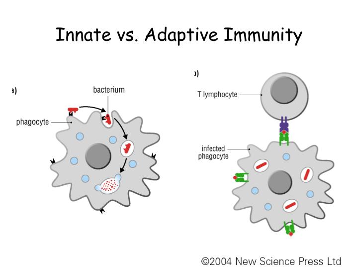 PPT - Microbiology 204: Cellular and Molecular Immunology PowerPoint ...