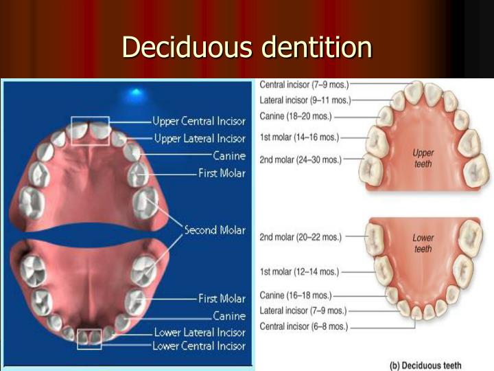PPT - DENTAL ANATOMY PowerPoint Presentation - ID:249764