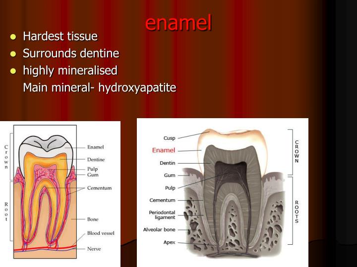 PPT - DENTAL ANATOMY PowerPoint Presentation - ID:249764