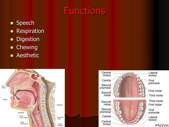 PPT - DENTAL ANATOMY PowerPoint Presentation - ID:249764