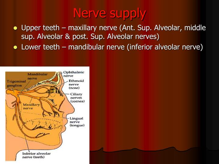 PPT - DENTAL ANATOMY PowerPoint Presentation - ID:249764