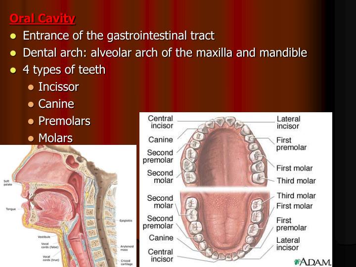PPT - DENTAL ANATOMY PowerPoint Presentation - ID:249764