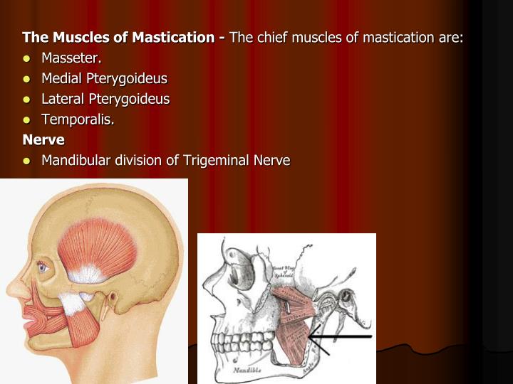 PPT - DENTAL ANATOMY PowerPoint Presentation - ID:249764